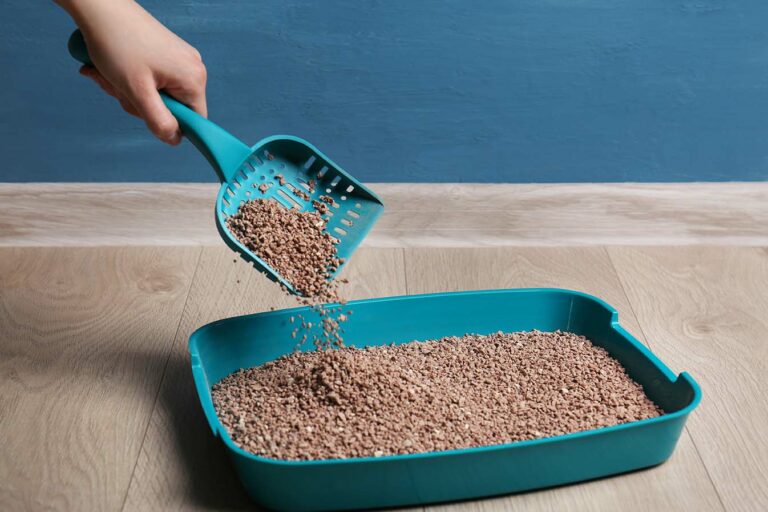 10 Best Dust Free Cat Litters in 2026 - Reviews & Top Picks - Catster
