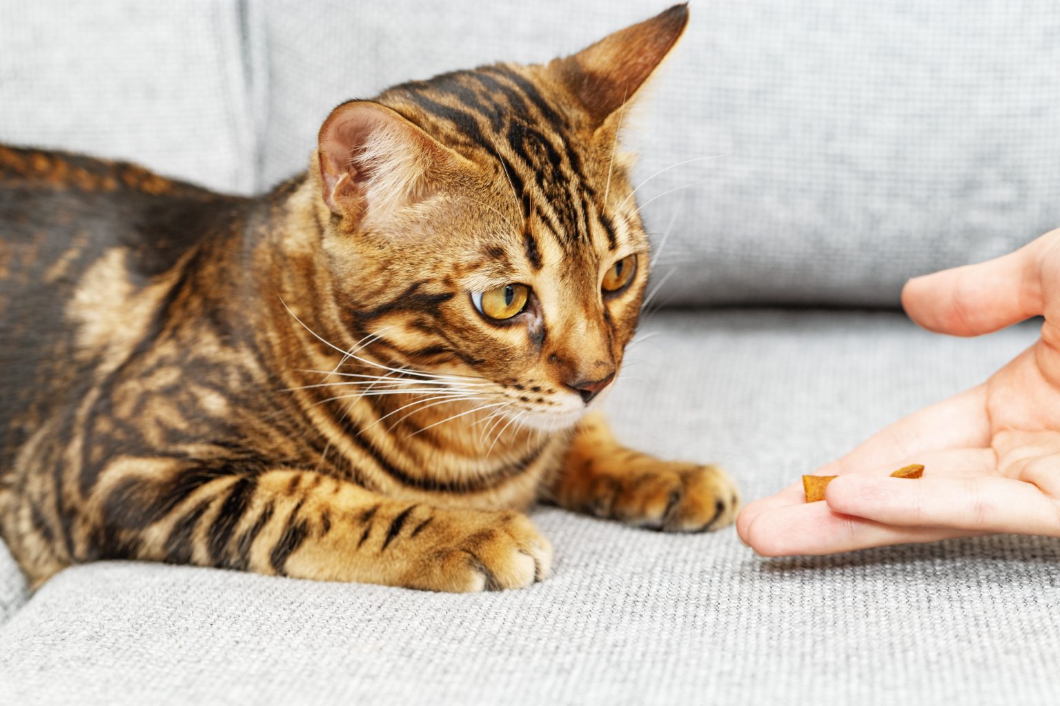 Ways to Play With a Cat Without Toys: 10 Vet-Approved Ideas - Catster