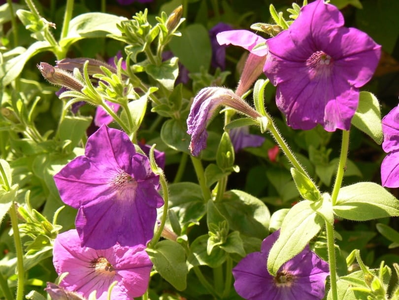 Petunias Toxic To Cats