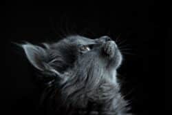 30 Bewitching Black Cat Quotes & Sayings To Know - Catster