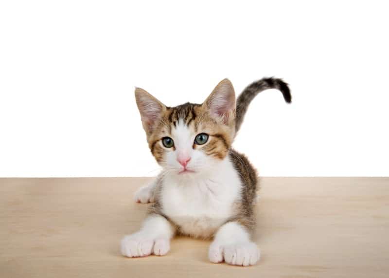 The Origins of 4 Common Cat Genetic Mutations - Catster