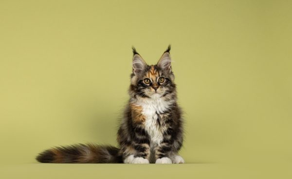 Tortie Maine Coon Cat: Info, Pictures, Facts & History - Catster