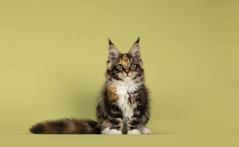 Tortie Maine Coon Cat: Info, Pictures, Facts & History - Catster