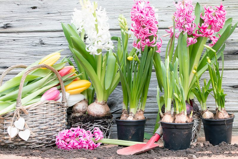 Are Hyacinths Poisonous to Cats? Vet-Approved Safety Guide - Catster