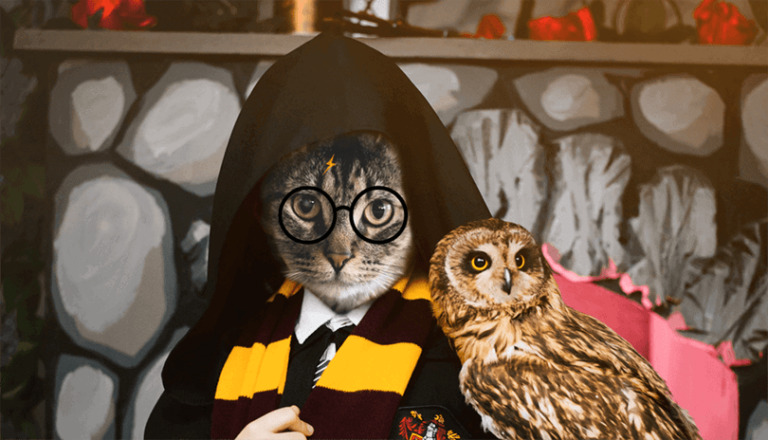 150+ Harry Potter Inspired Cat Names: Ideas for Magical & Intriguing ...