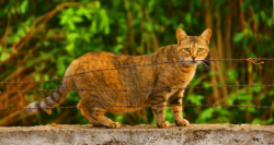 Can You Spay A Pregnant Cat Vet Reviewed Risks Recommendations Catster