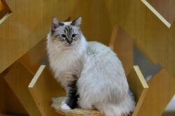 11 Cute Cat Commercials You’ll Love to Watch (With Videos) - Catster
