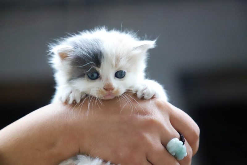 Ragamuffin Cat Breed: Pictures, Info, Temperament & Traits - Catster