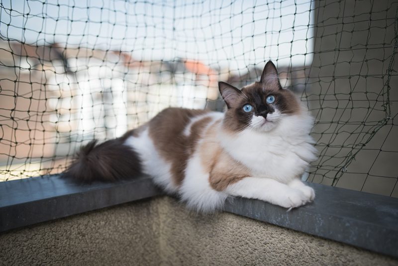 Australia's 15 Most Popular Cat Breeds in 2025 (With Info & Pictures ...