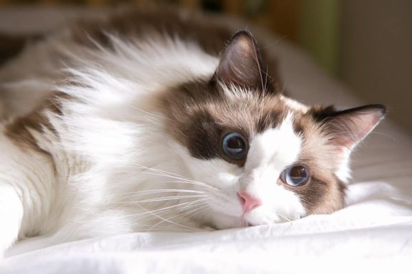 How Much Does It Cost to Own a Ragdoll Cat? 2026 Price Guide - Catster
