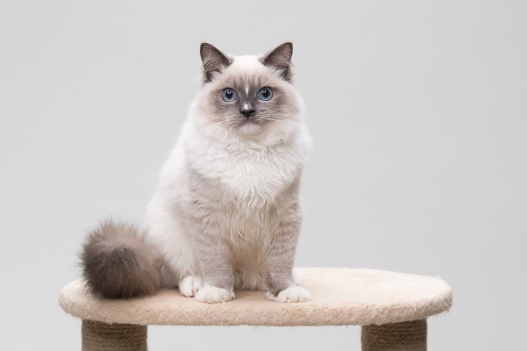 Himalayan Cat vs Ragdoll Cat: What’s The Difference? (With Pictures ...