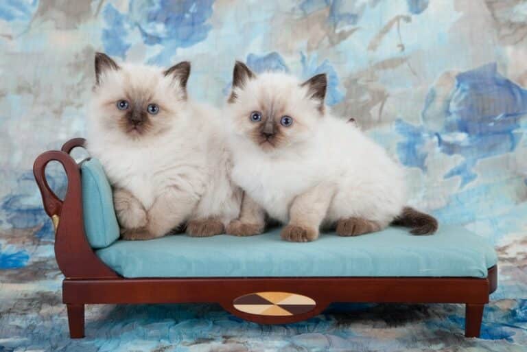 120 Brother and Sister Cat Names for Feline Sibling Pairs - Catster