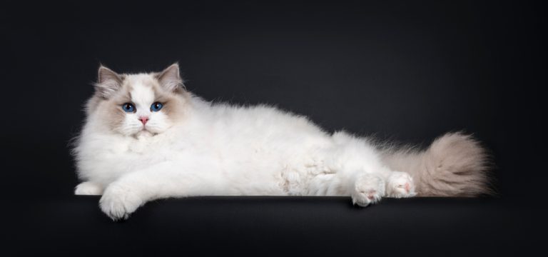 15 Best Cat Breeds for First-Time Owners: Vet-Reviewed Info, Facts ...