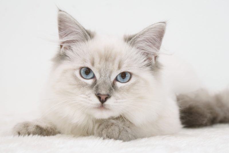24 Types of Ragdoll Cat Colors & Patterns (With Pictures) - Catster