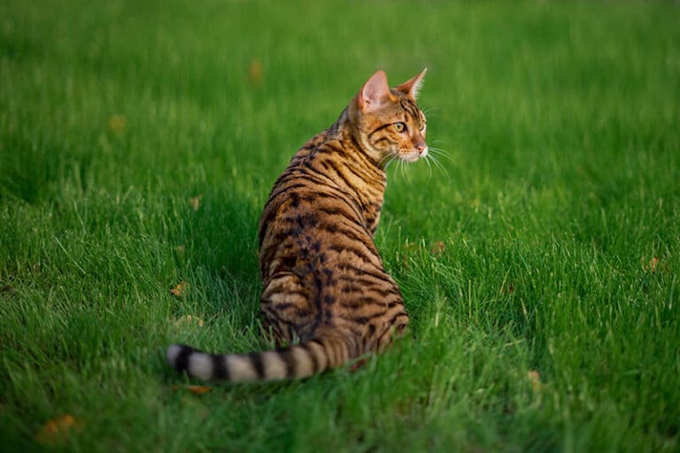 5 Beautiful Toyger Cat Colors (With Info & Pictures) - Catster