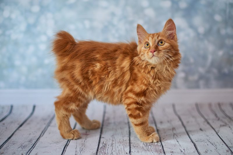 Manx Cat vs American Bobtail Cat: Key Differences (With Pictures) - Catster