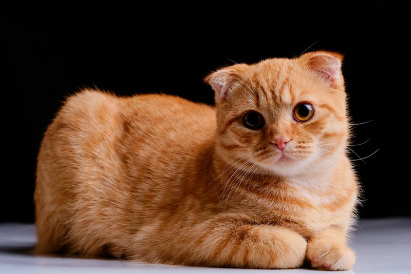 20 Weird & Strange-Looking Cat Breeds (With Info & Pictures) - Catster