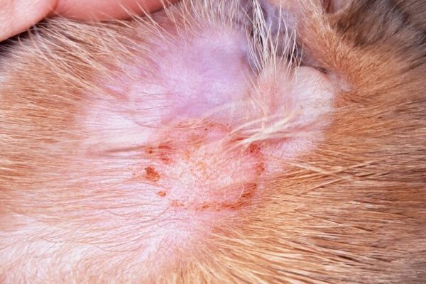 Can Indoor Cats Get Ringworm? Vet-Reviewed Signs, Causes, Diagnosis ...