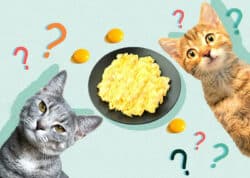 Can Cats Eat Scrambled Eggs? Vet-Verified Nutrition Facts & Info - Catster