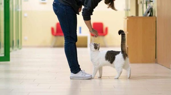 12 Important Questions to Ask When Adopting a Cat - Vet-Approved Tips ...