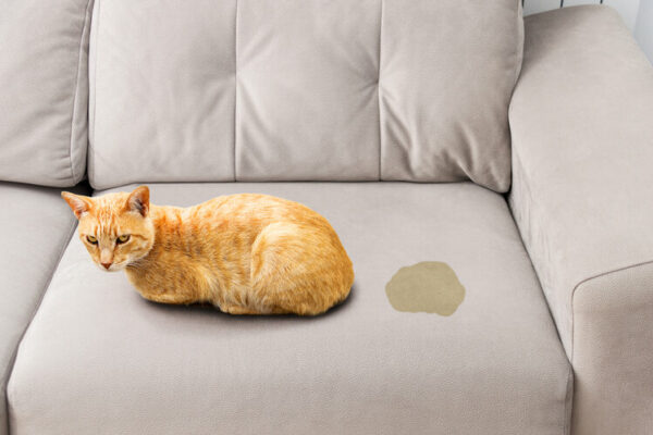 How to Tell If a Cat Has UTI (Urinary Tract Infection)? Vet-Reviewed ...