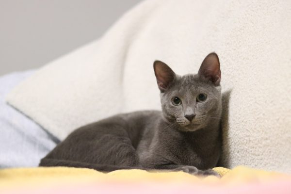 17 Lazy Cat Breeds Who Love to Chill (With Info & Pictures) - Catster