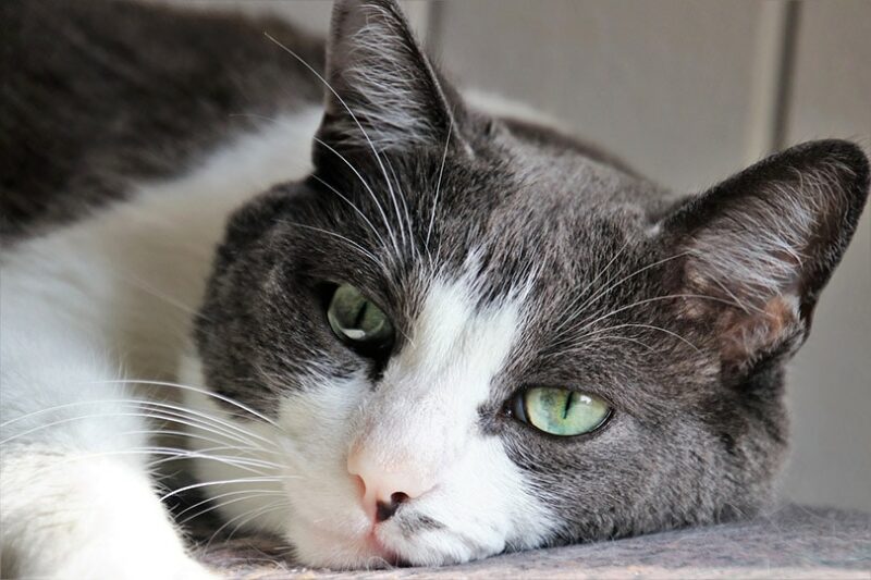 Why Do Cats Sneak Around? 10 Vet-Reviewed Reasons for This Behavior ...