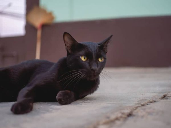 Sam Sawet Cat Breed Info: Pictures, Temperament & Traits - Catster