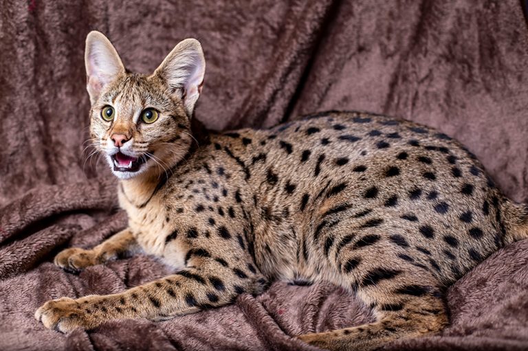 15 Savannah Cat Colors & Patterns (With Info & Pictures) - Catster