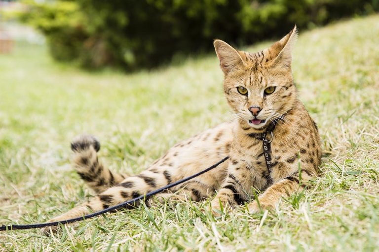 F2 Savannah Cat: Facts, Origin & History (With Pictures) - Catster