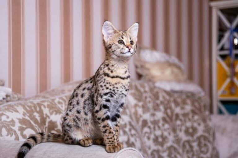 F3 Savannah Cat: Info, Pictures, Facts & History - Catster
