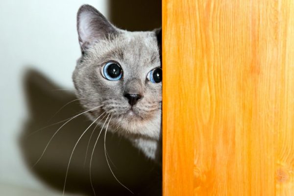 How to Socialize a Shy Cat Who Frequently Hides: 7 Vet Approved Tips ...