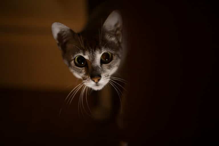 Should I Leave a Light on For My Cat? Vet-Approved Care Facts - Catster