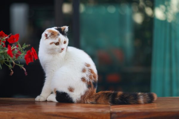 230 Adorable Scottish Fold Cat Names: Meaningful Ideas for Your Kitty ...