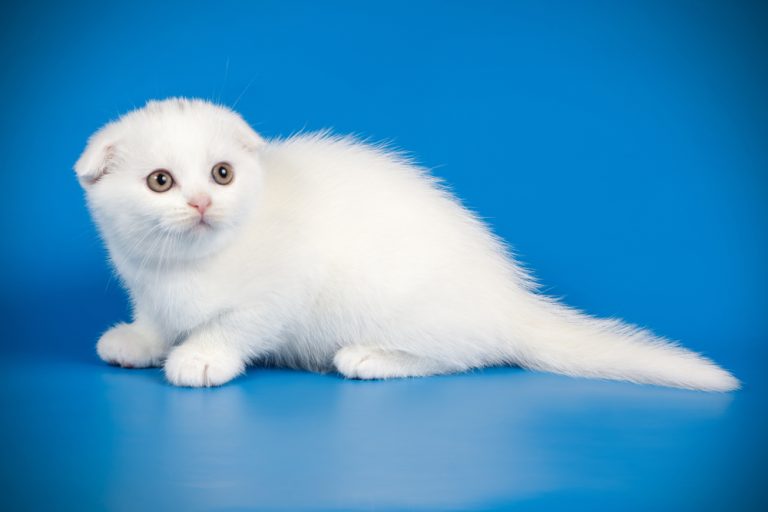 21 White Cat Breeds (With Info & Pictures) - Catster