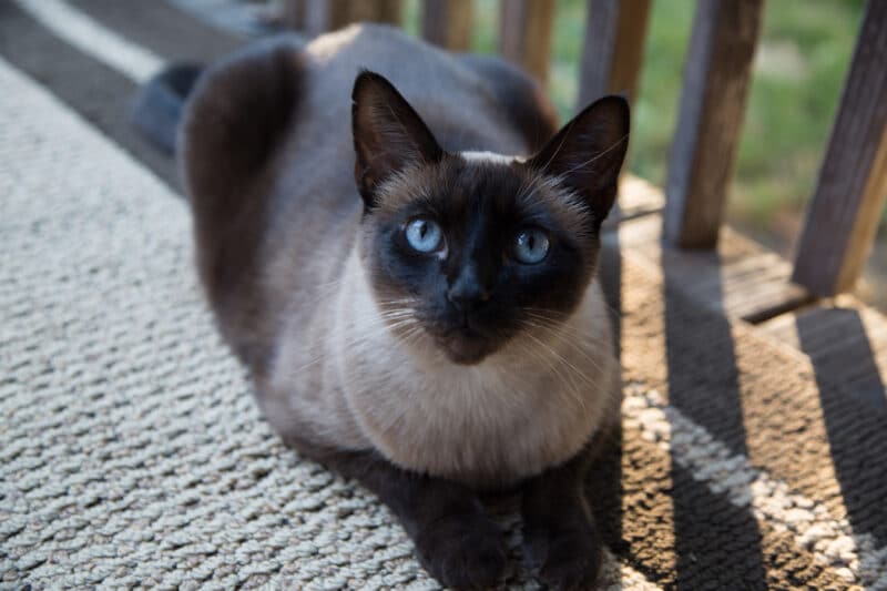Seal Point Siamese: Info, Pictures, Origin & More - Catster
