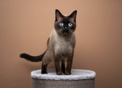 10 Intriguing Seal Point Cat Facts: Info, Pictures & Breeds - Catster