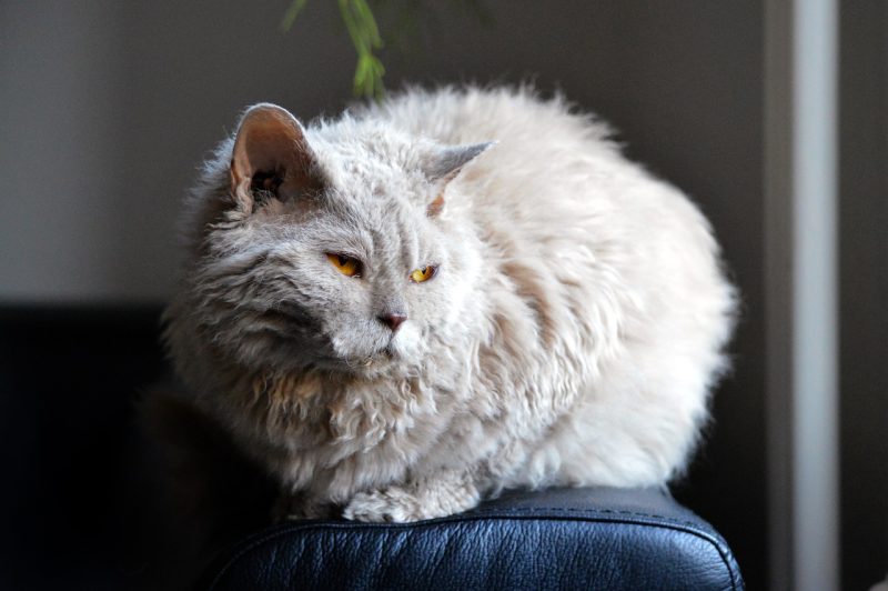17 Lazy Cat Breeds Who Love to Chill (With Info & Pictures) - Catster