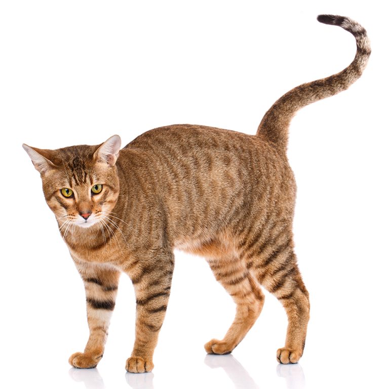 20 Cool Cat Breeds: Top Choices for Your Home (With Info & Pictures ...