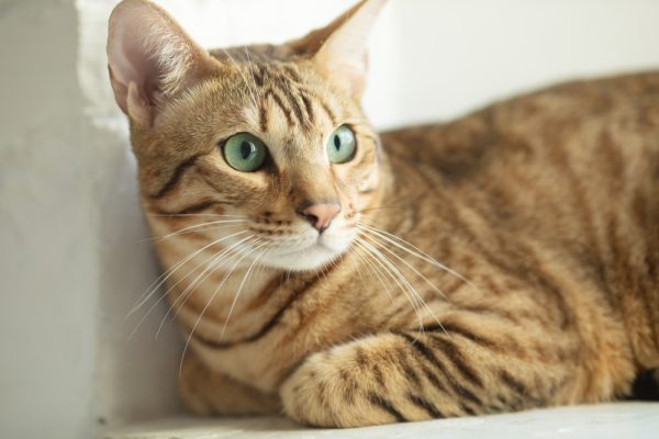 7 Unique Spotted Cat Breeds (With Info & Pictures) - Catster