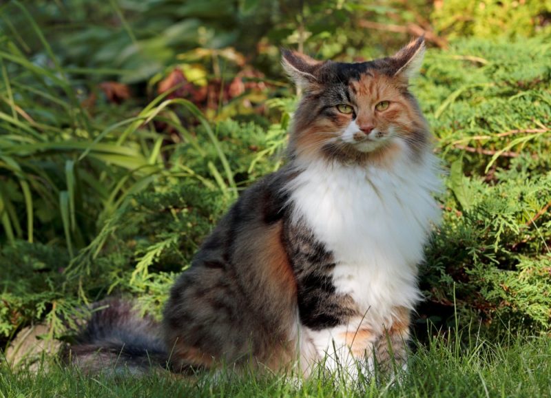 Tortoiseshell Norwegian Forest Cat: Info, Facts, Pictures & History ...