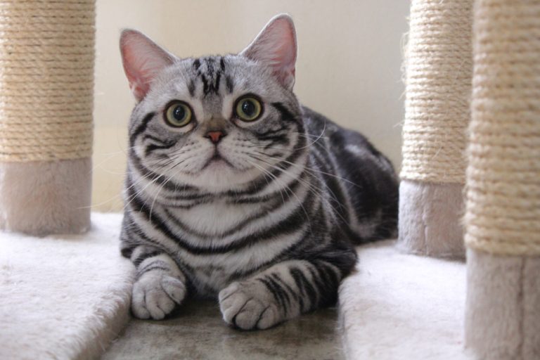 15 Shorthaired Cat Breeds (With Info & Pictures) - Catster