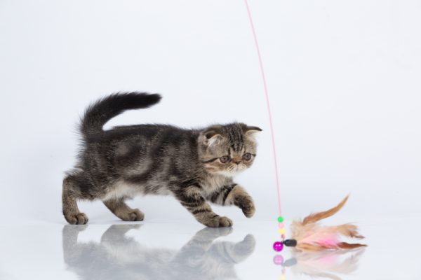 Foldex Cat (Exotic Fold) Breed Info: Pictures, Temperament & Traits ...