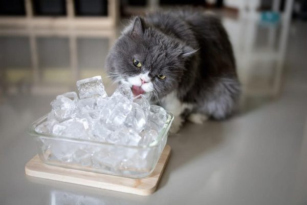 Why Do Cats Like Ice Cubes? 5 Vet-Reviewed Reasons - Catster