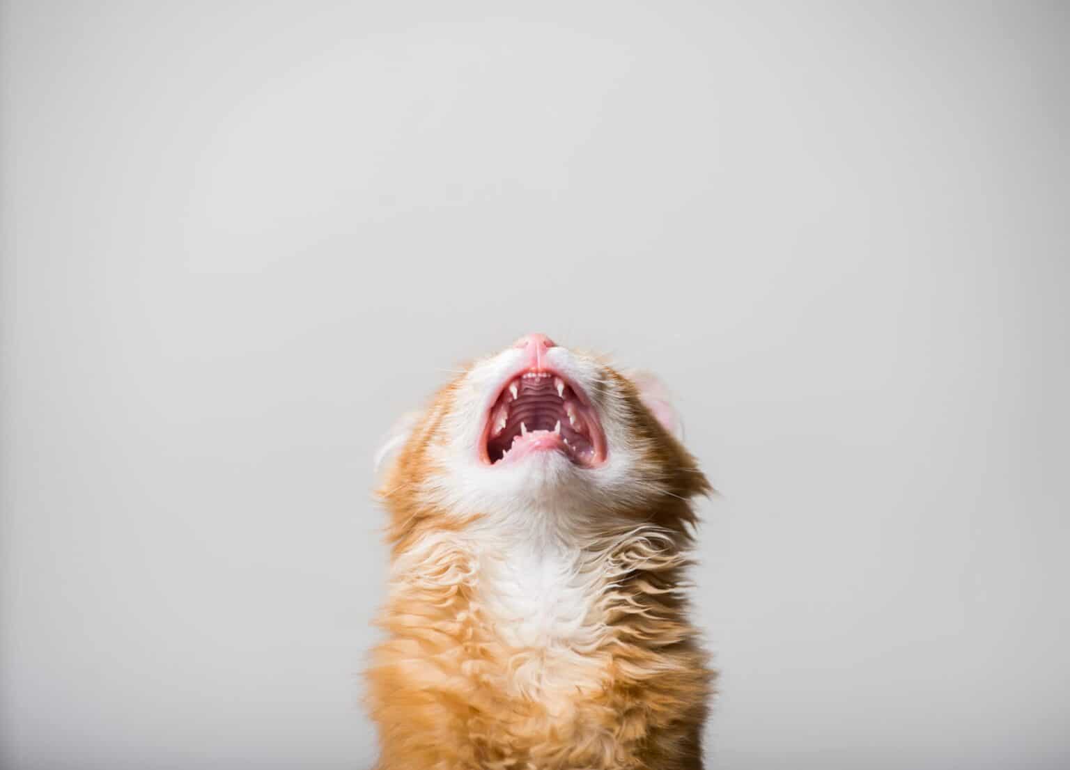 4 Angry Cat Sounds & Vet Approved Tips on How to Calm Them - Catster