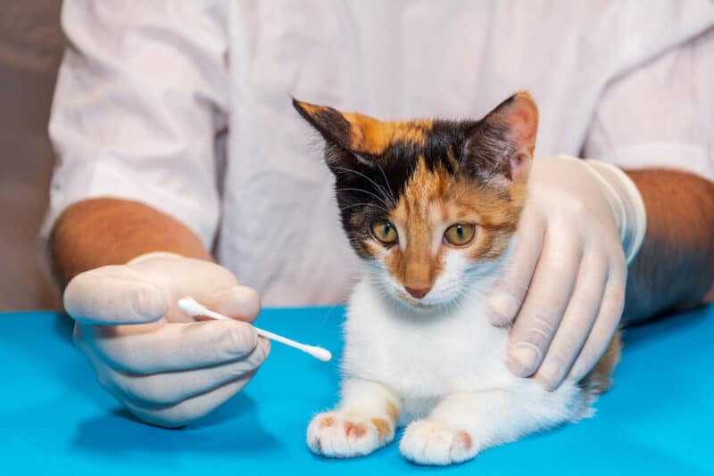 Bald Spots on Cats: Vet-Approved Causes & Signs - Catster