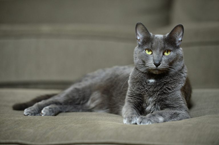 Korat Cat: Breed Info, Pictures, Temperament, & Traits - Catster