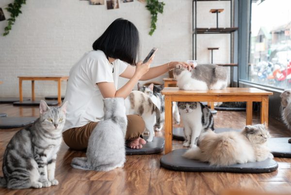 How to Open a Cat Café in 2026 (10 Crucial Steps) - Catster