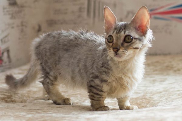 Lambkin Cat Breed Info: Pictures, Facts & Traits - Catster