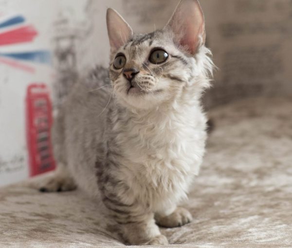 Lambkin Cat Breed Info: Pictures, Facts & Traits - Catster